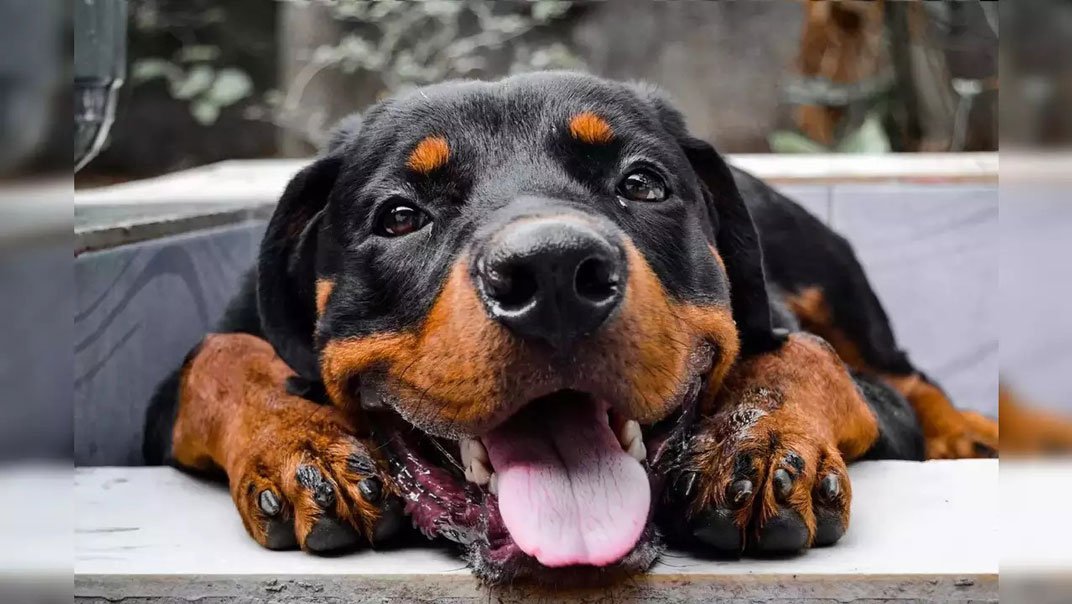 Inspired to Breed Amazing Rottweilers and German Shepherds - The ...